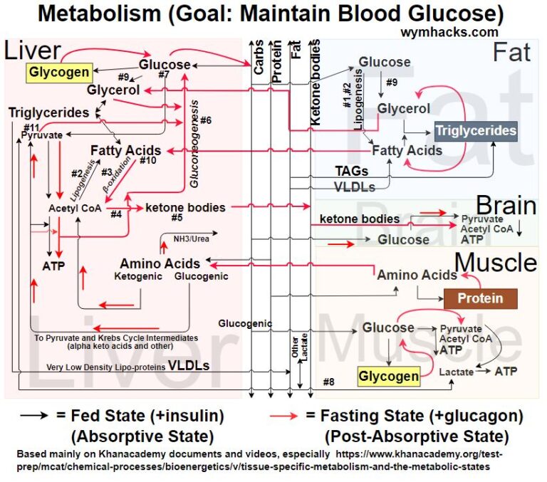 Tissue Specific Metabolism Charts - wymhacks
