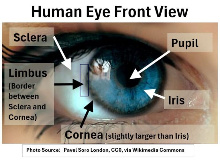 Eye Anatomy - wymhacks