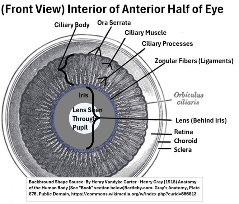 Eye Anatomy - wymhacks