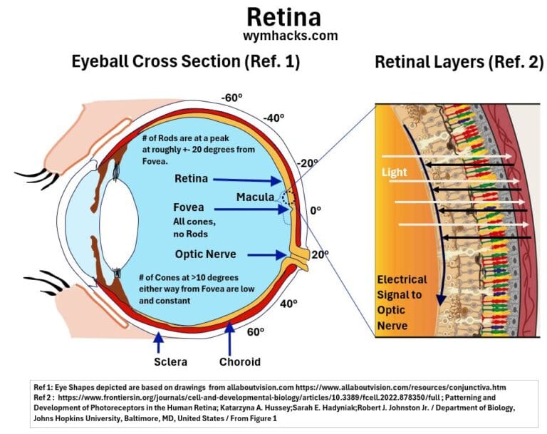 Eye Anatomy - wymhacks