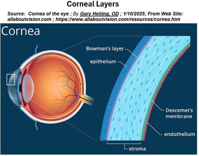 Eye Anatomy - wymhacks